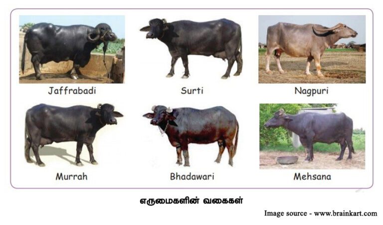 எருமை வளர்ப்பு - ஒரு குறுக்கு வெட்டுப் பார்வை