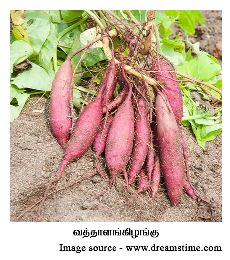 சர்க்கரை வள்ளி எனப்படும் வத்தாளங்கிழங்கு